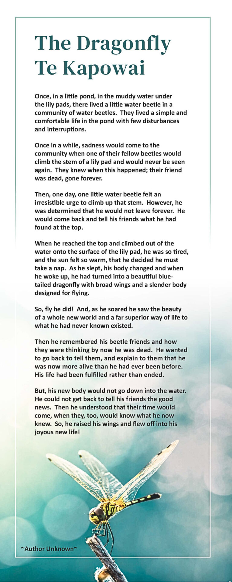 The Dragonfly - Te Kapowai | Hospice West Auckland